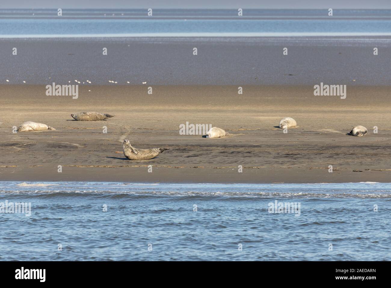 Elbe estuary hi-res stock photography and images - Alamy