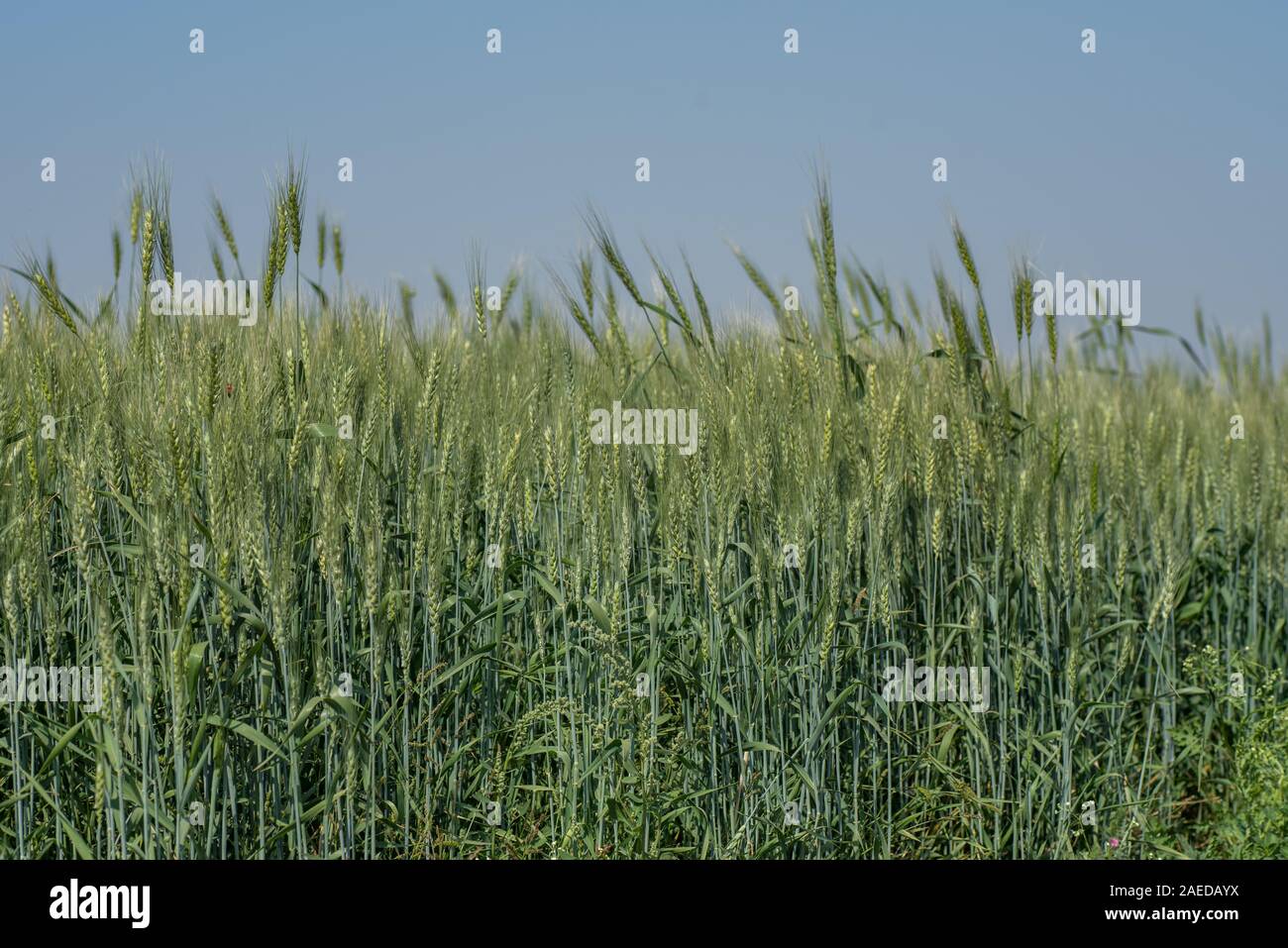 Green wheat at organic farm field Stock Photo - Alamy