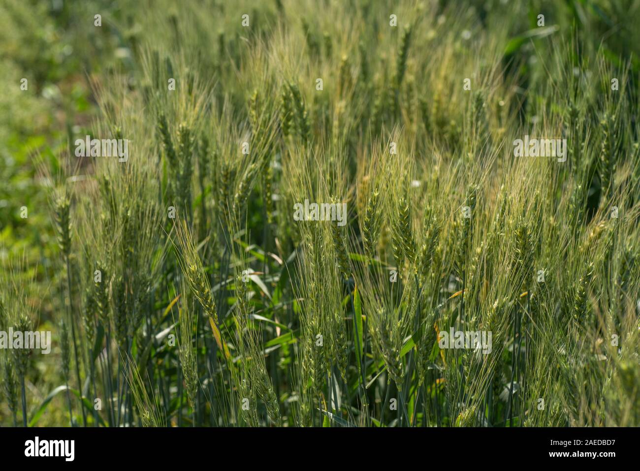 Green wheat at organic farm field Stock Photo - Alamy
