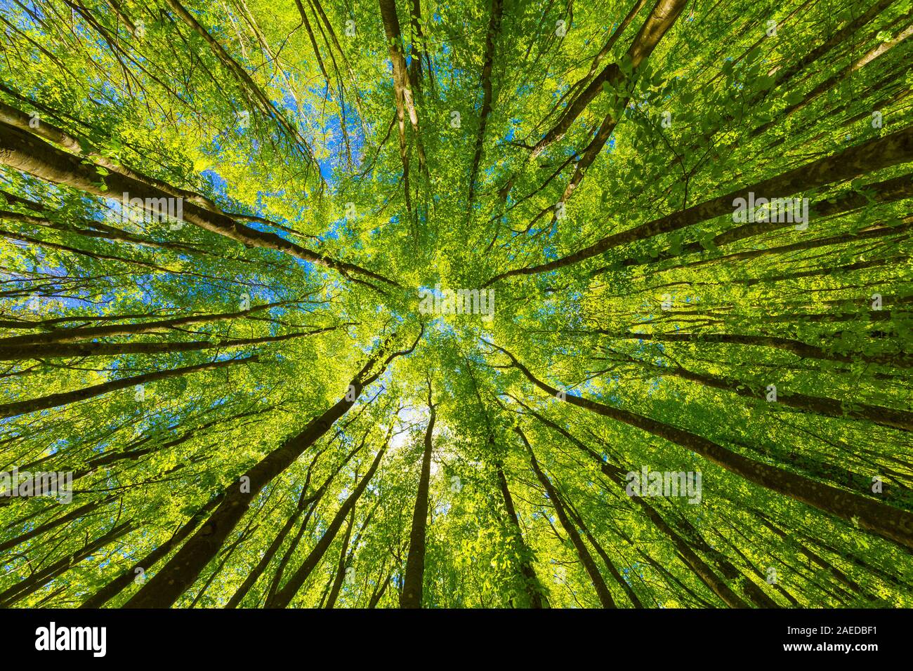 Looking up at the green tops of trees Stock Photo - Alamy