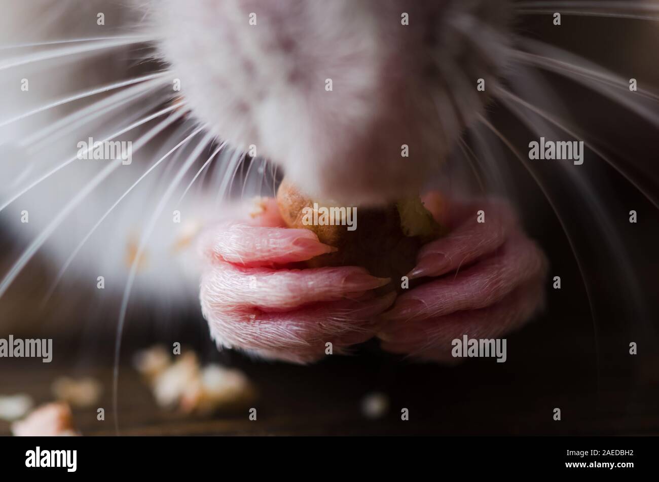 Front paws of a silver rat close-up. The rat holds food in its forepaws ...