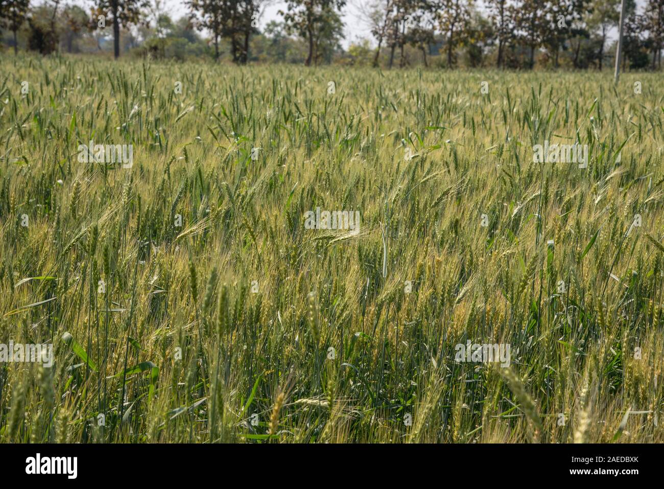 Green wheat at organic farm field Stock Photo - Alamy