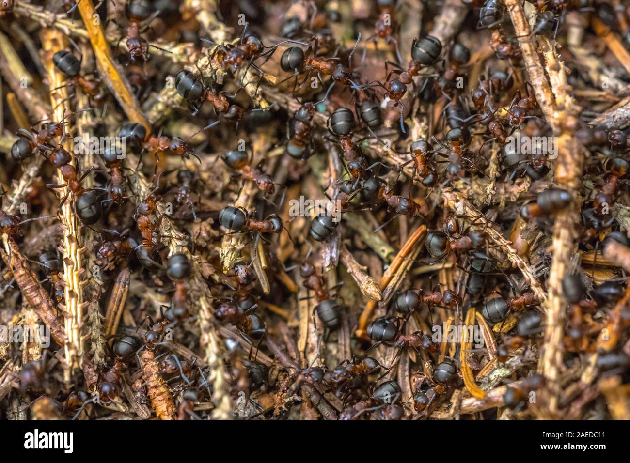 Formica Ants working together in colony hill Stock Photo - Alamy