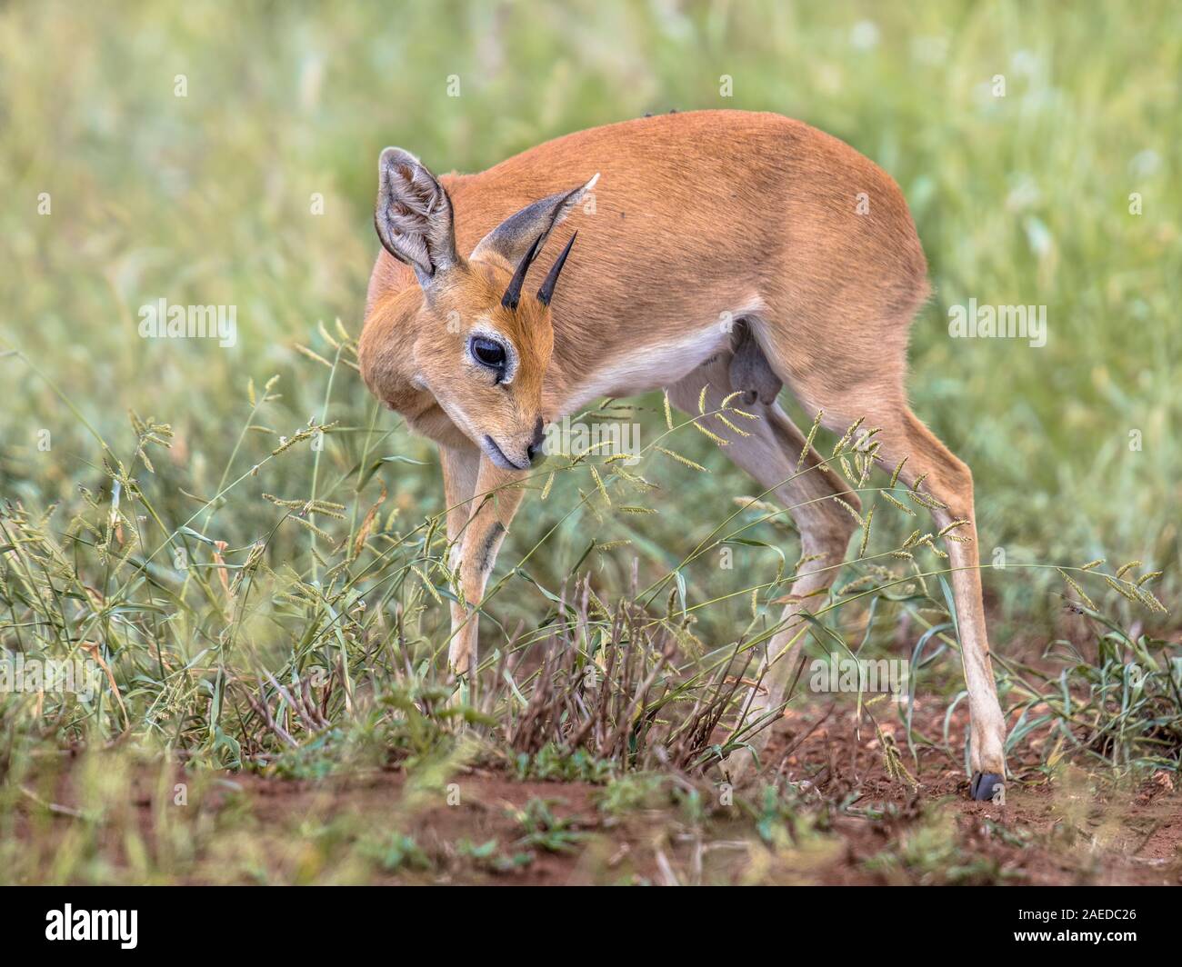 Steenbok (Raphicerus campestris) male in green savanna of Kruger ...