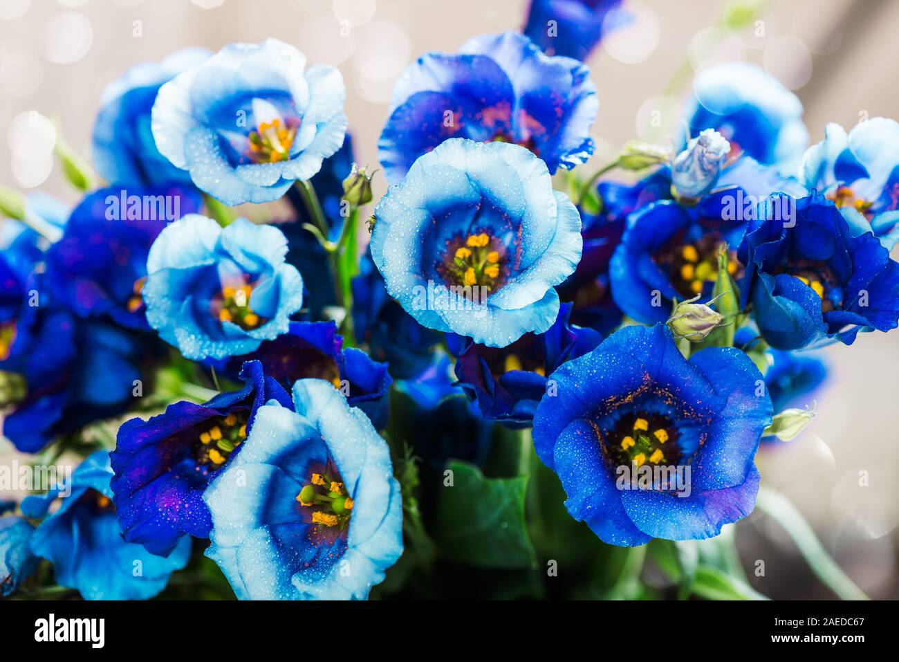 Beautiful Bouquet of Blue Eustoma flowers, Lisianthus, light background ...