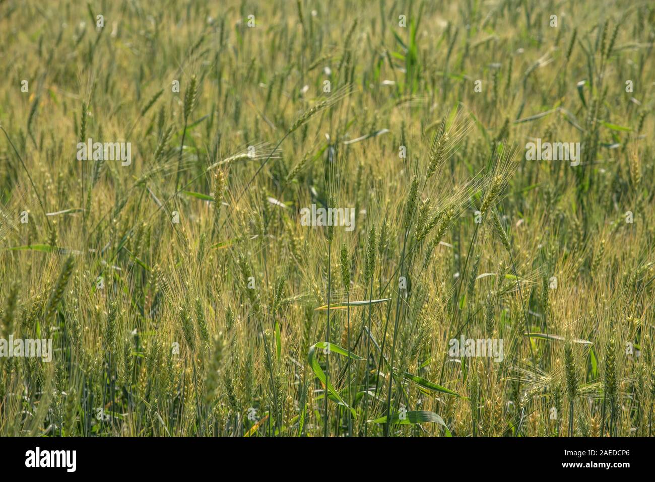 Green wheat at organic farm field Stock Photo - Alamy