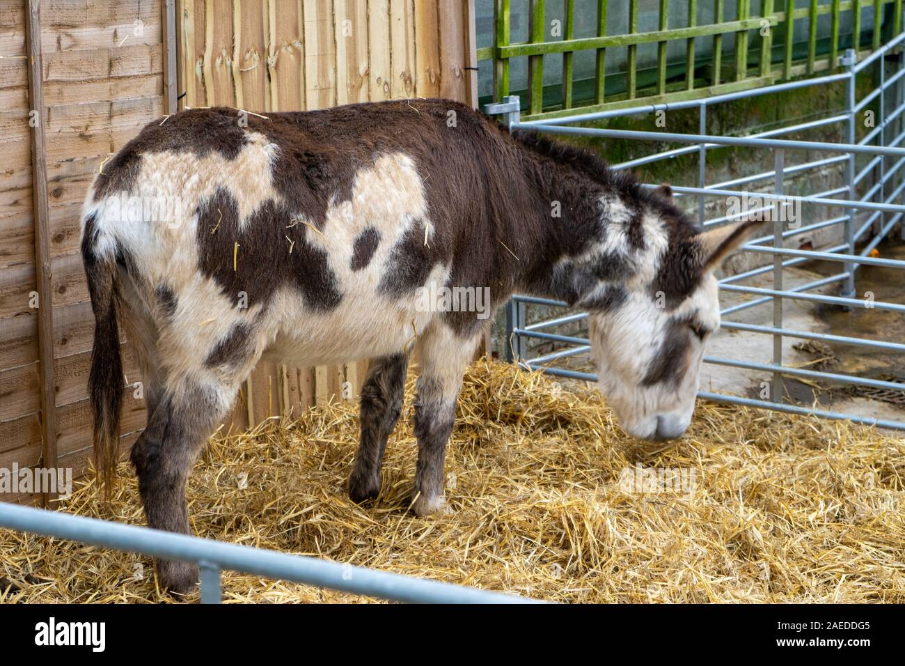 Donkey Barn High Resolution Stock Photography and Images - Alamy