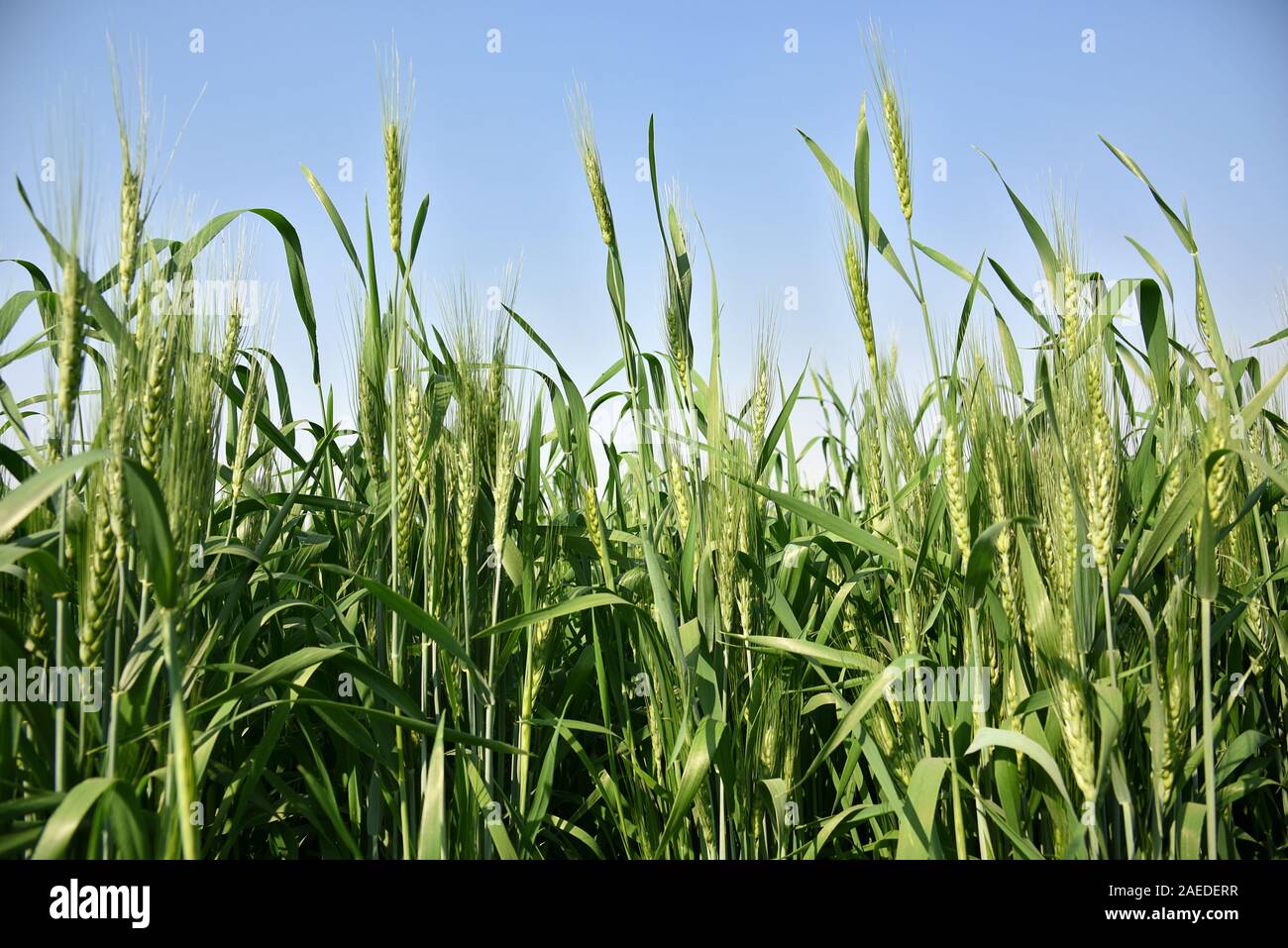 Green wheat at organic farm field Stock Photo - Alamy