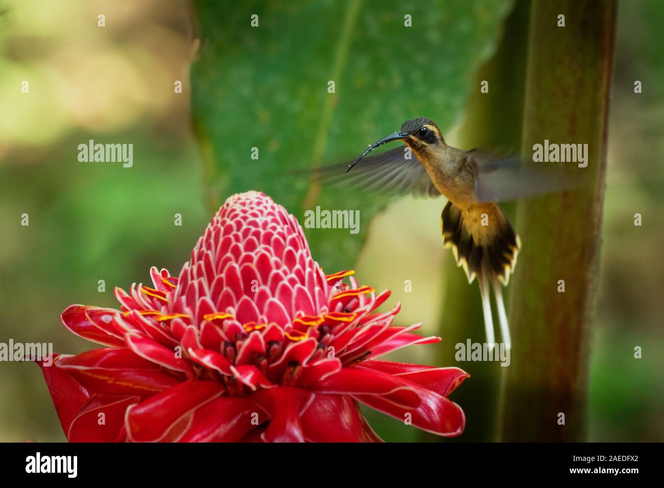 Long-billed Hermit - Phaethornis longirostris large hummingbird on the ...