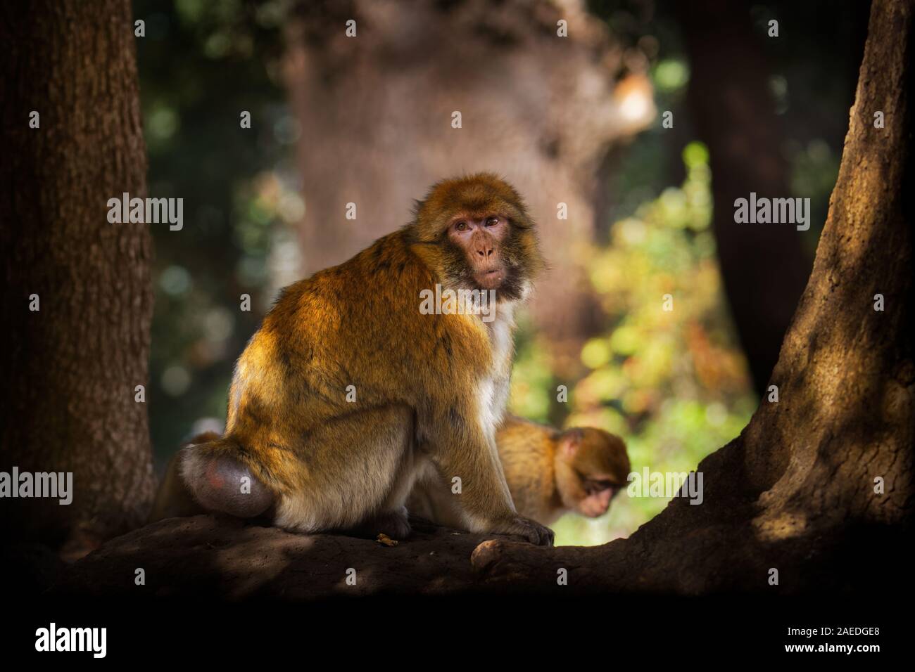 Barbary macaque - Macaca sylvanus also Barbary ape or magot, found in ...