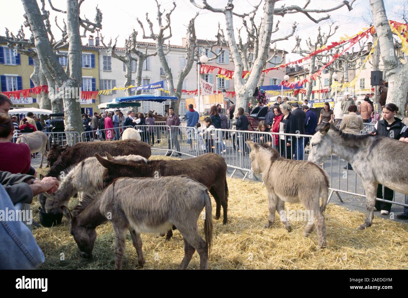 Donkey festival in Gonfaron Var France Provence only village in the ...