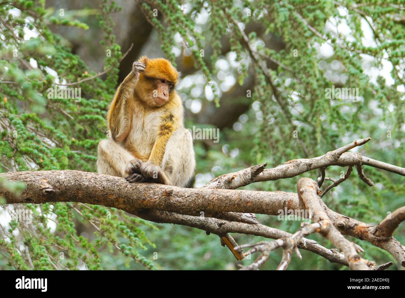 Population of monkeys hi-res stock photography and images - Alamy