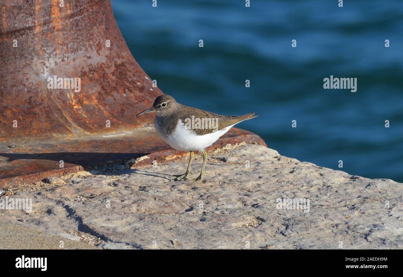 Common Sandpiper, Actitis hypoleucos, at the dock of Vila Real do Santo ...