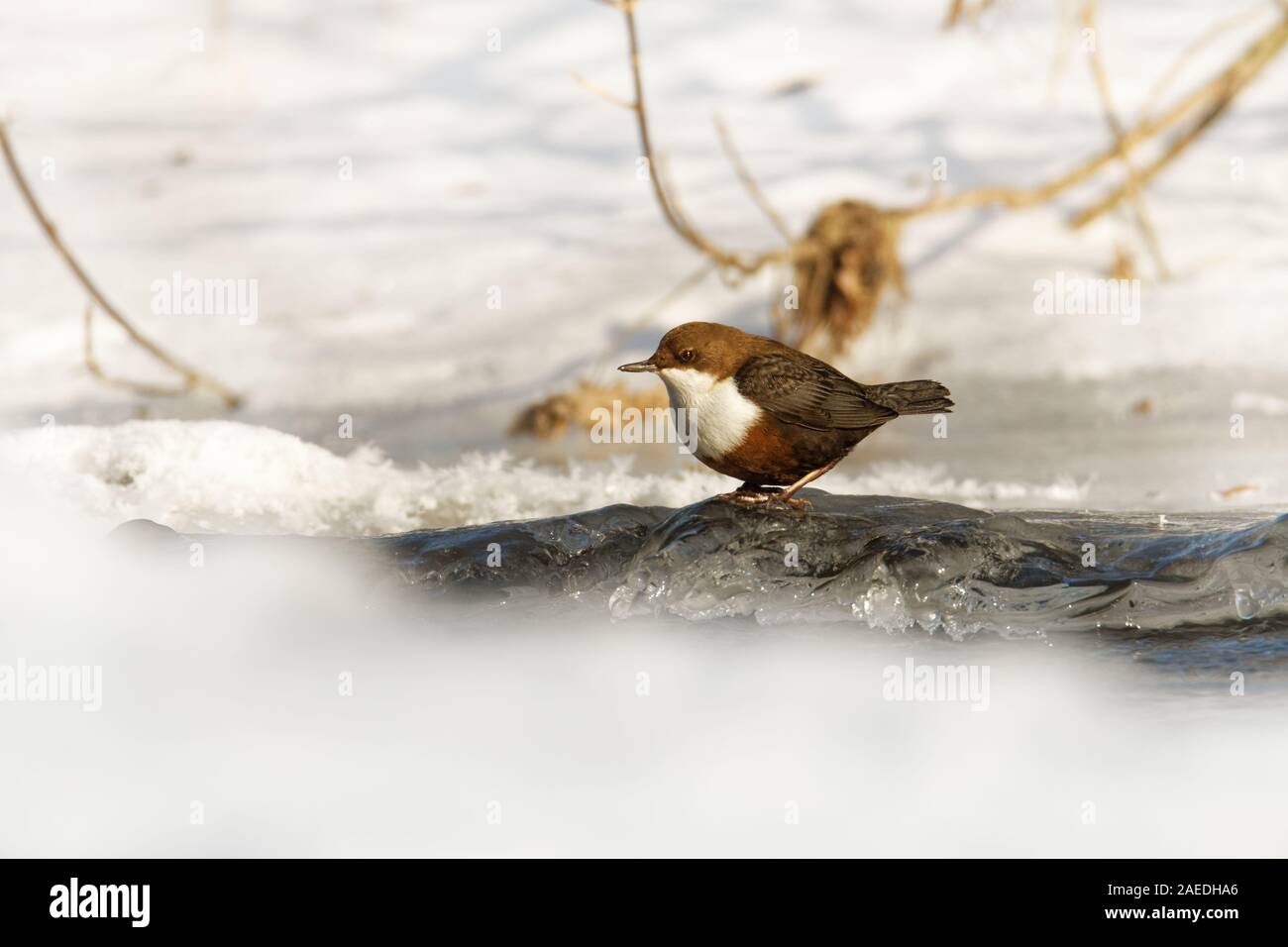 White-throated Dipper - Cinclus cinclus in winter. Sitting on the ice ...