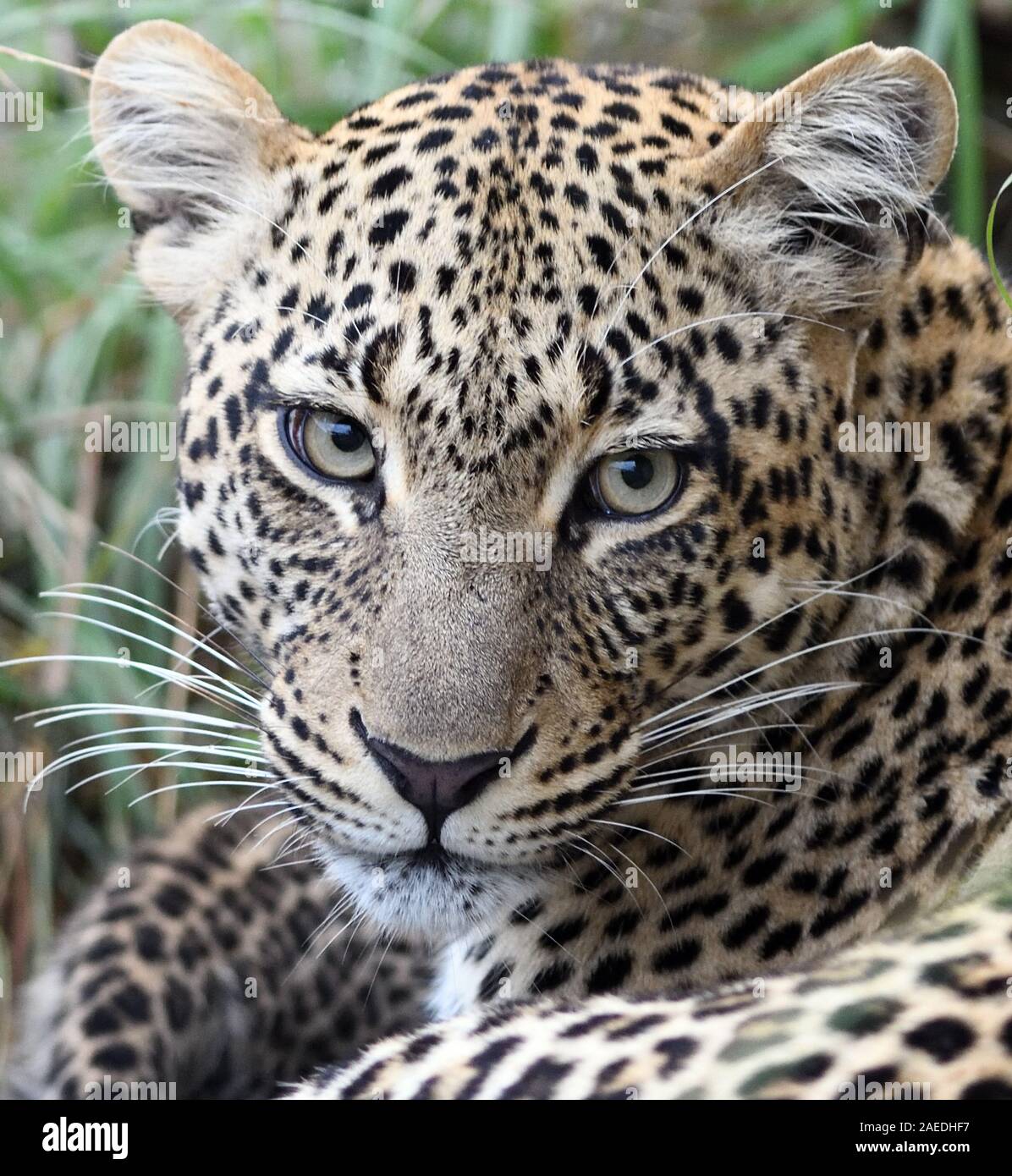 Close-up portrait of a female leopard (Panthera pardus). Serengeti ...