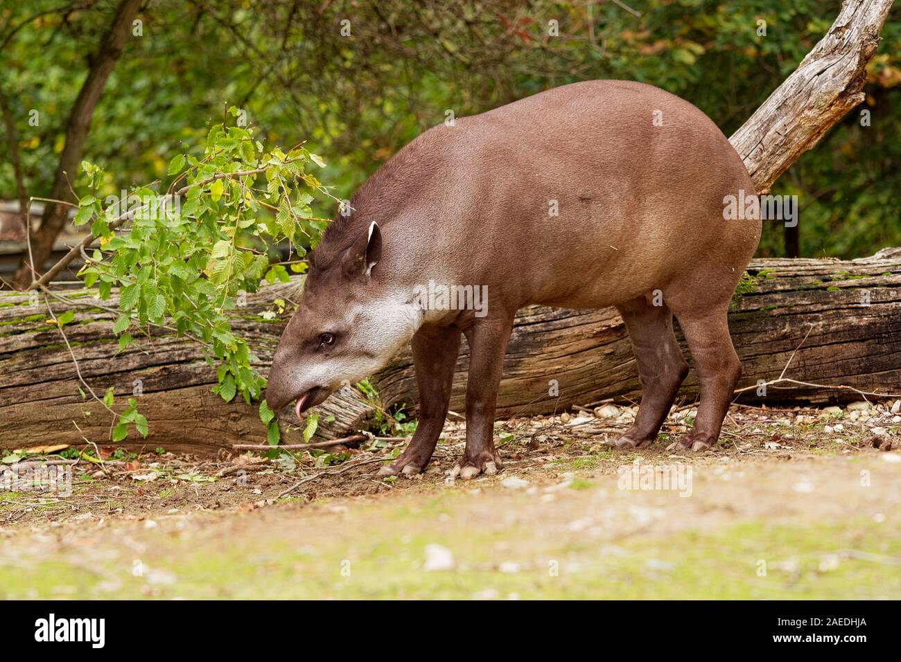 South American Tapir - Tapirus terrestris also called Brazilian tapir ...