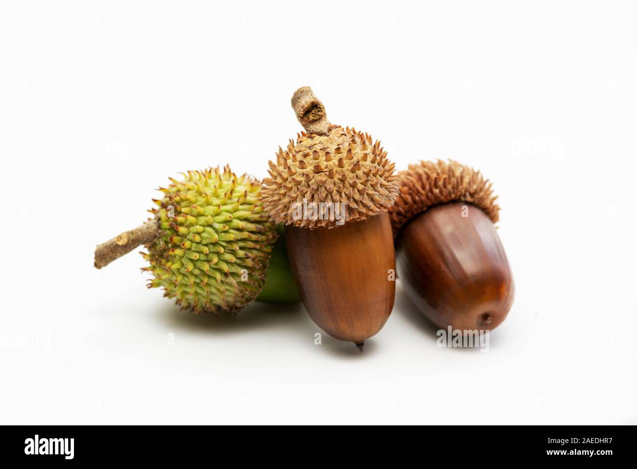 Close up shot two dry and one green acorns on a white background Stock ...