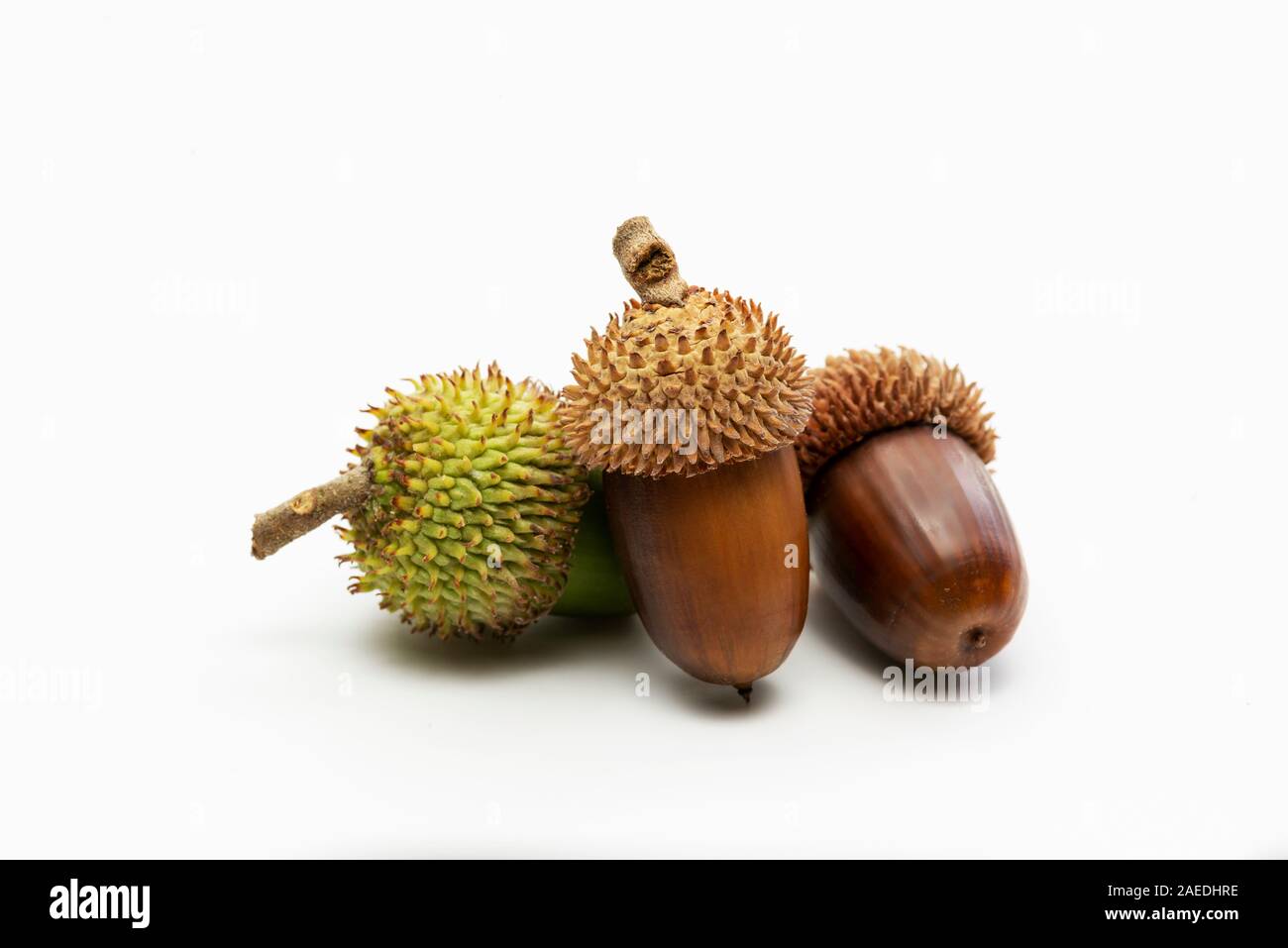 Close up shot two dry and one green acorns on a white background Stock ...