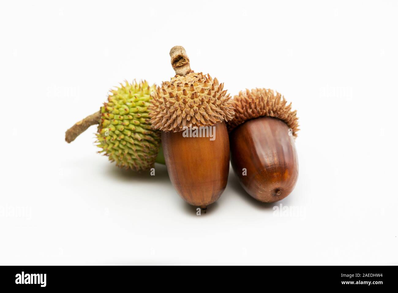 Close up shot two dry and one green acorns on a white background Stock ...