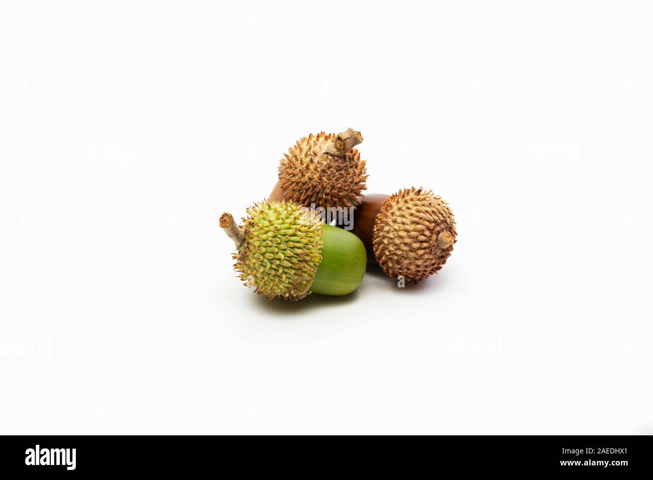 Close up shot two dry and one green acorns on a white background Stock ...
