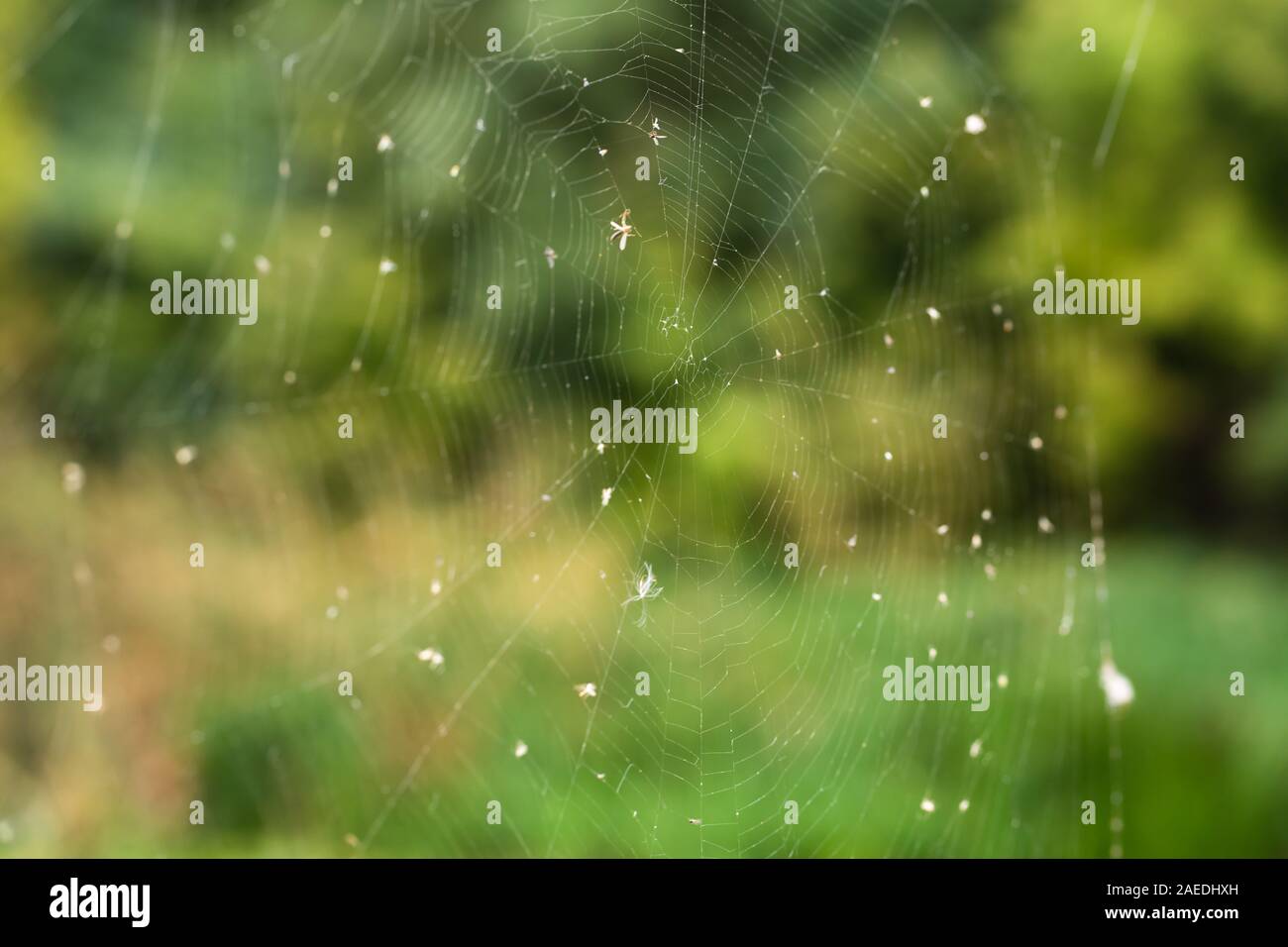 Spider web trap close-up on a background of green forest Stock Photo ...