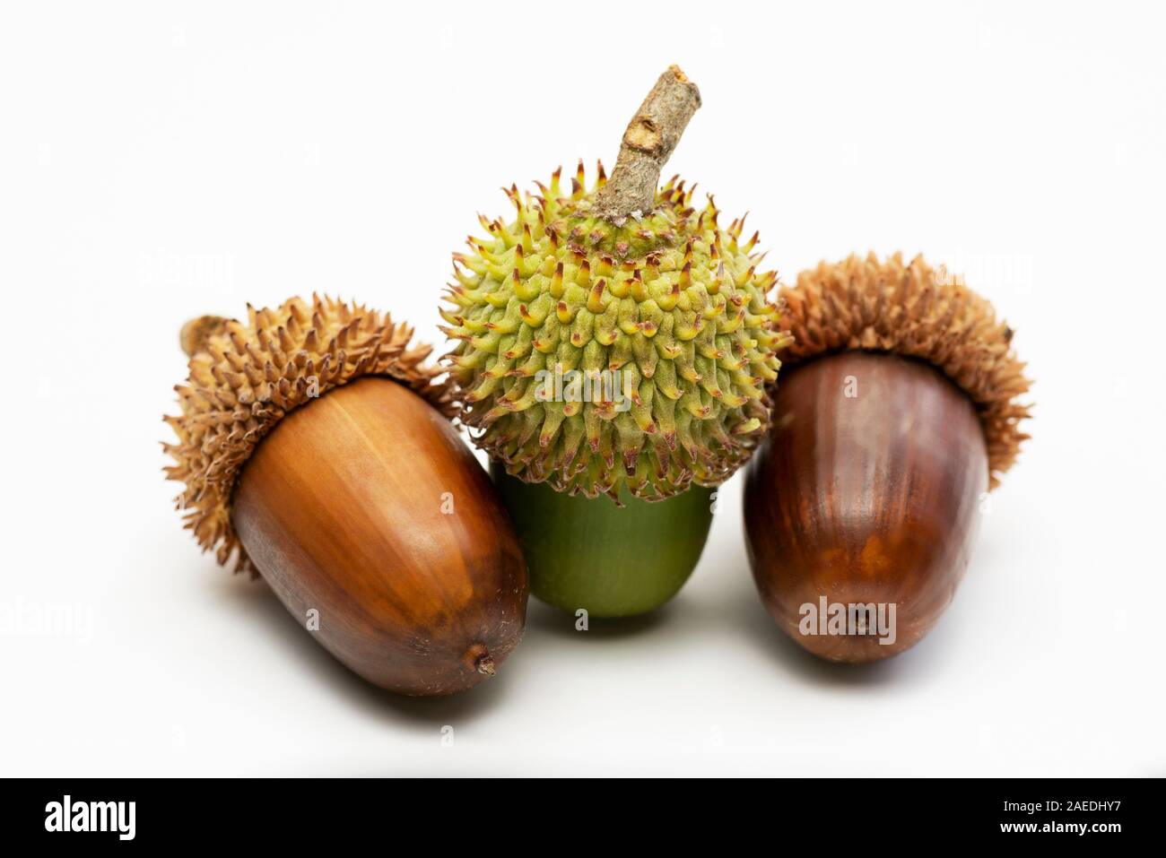 Close up shot two dry and one green acorns on a white background Stock ...