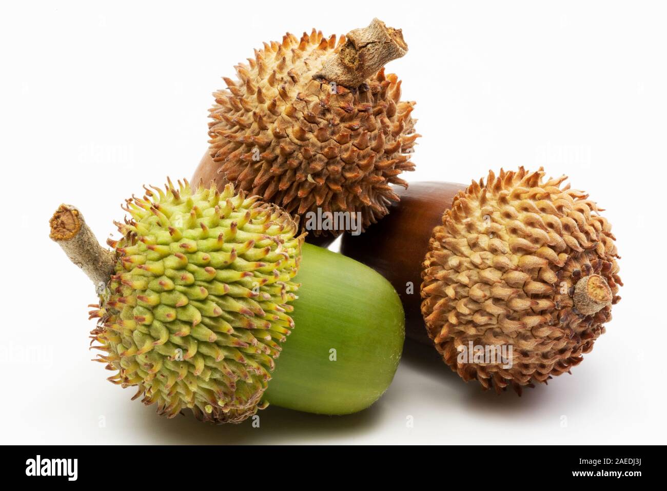 Close up shot two dry and one green acorns on a white background Stock ...
