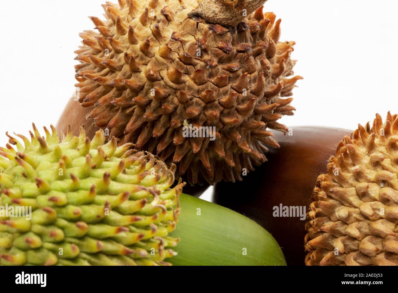 Close up shot two dry and one green acorns on a white background Stock ...