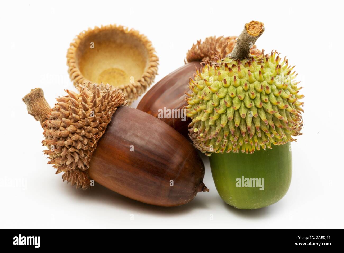 Close up shot two dry and one green acorns on a white background Stock ...