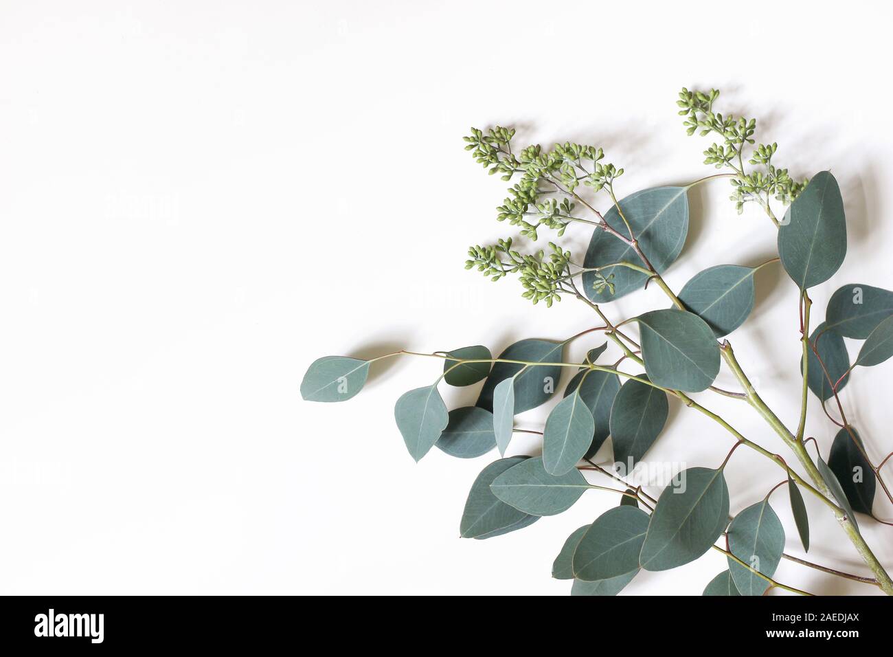 Frame, border made of green berry Eucalyptus populus leaves. Tree ...