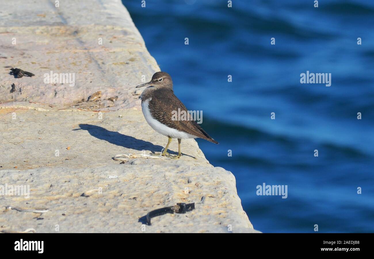 Common Sandpiper, Actitis hypoleucos, at the dock of Vila Real do Santo ...