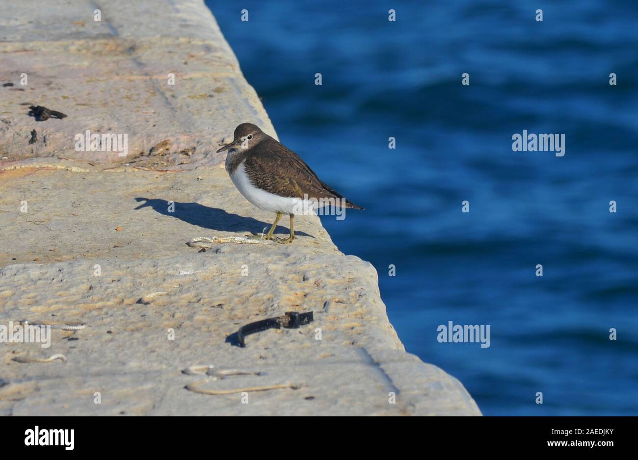 Common Sandpiper, Actitis hypoleucos, at the dock of Vila Real do Santo ...