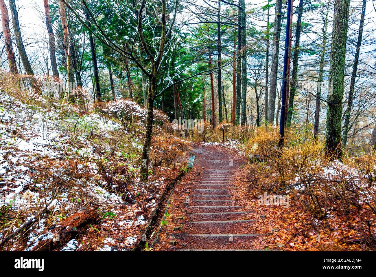 Japan forest walk hi-res stock photography and images - Alamy