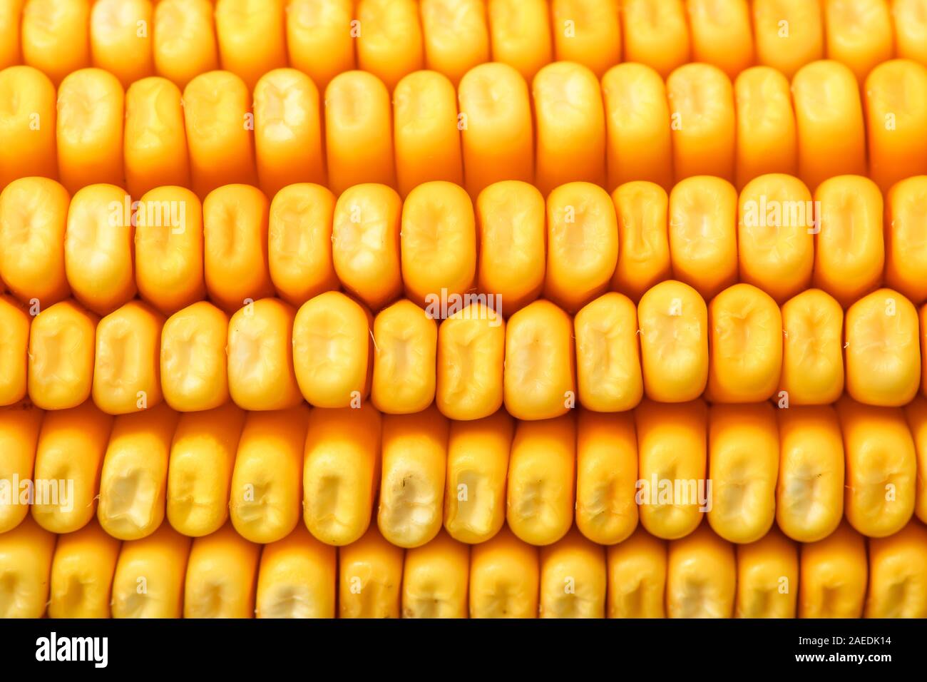 Ripe yellow kernels on corn on the cob, macrophotography extreme close ...