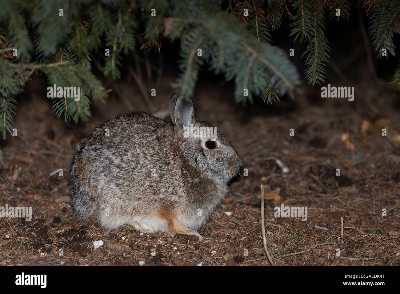 Brown Wild Rabbit In Forest High Resolution Stock Photography and ...
