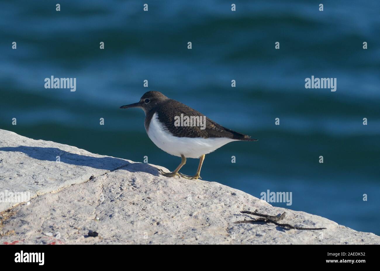 Common Sandpiper, Actitis hypoleucos, at the dock of Vila Real do Santo ...