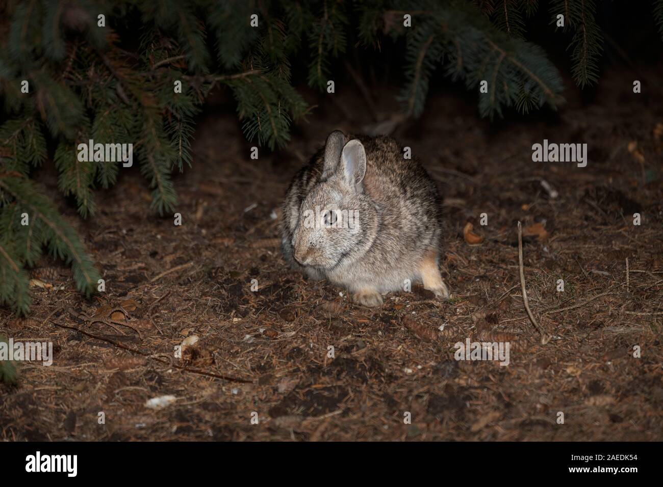 Brown Wild Rabbit In Forest High Resolution Stock Photography and ...