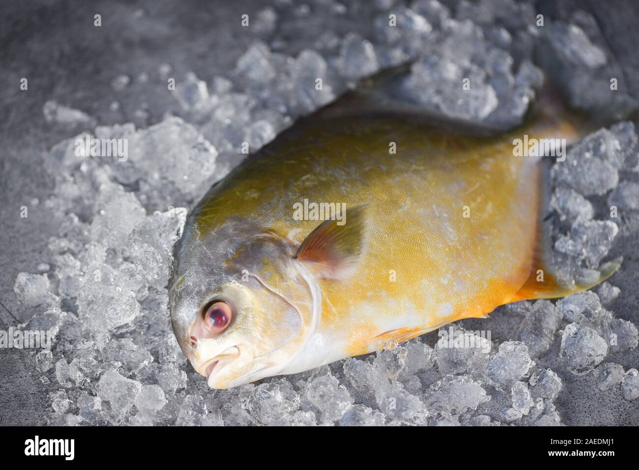Fresh pomfret fish on ice and black background in the market / Raw ...