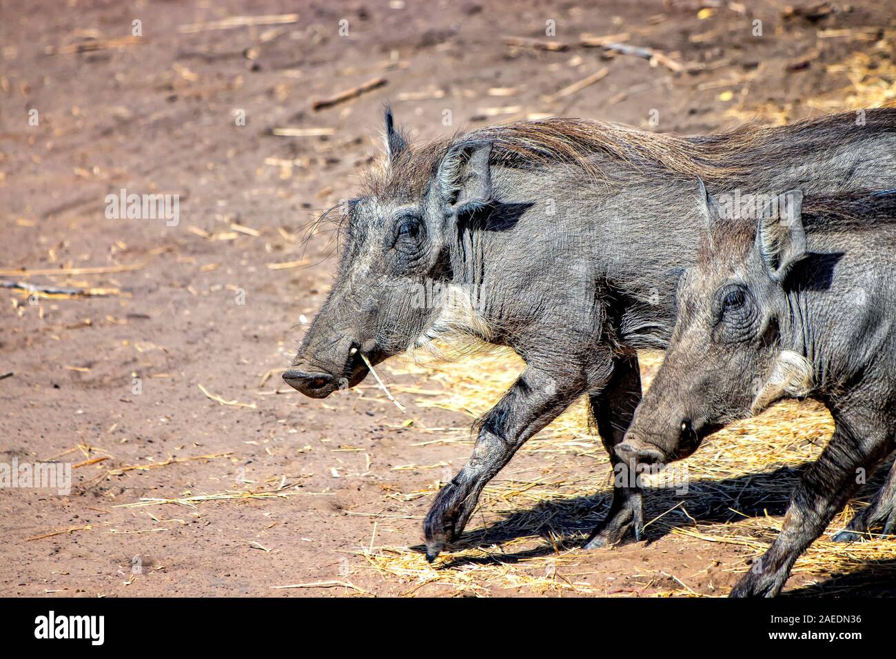African Wild Boar High Resolution Stock Photography and Images - Alamy