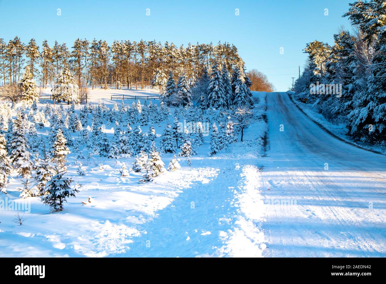 Christmas tree farm in snow hi-res stock photography and images - Alamy