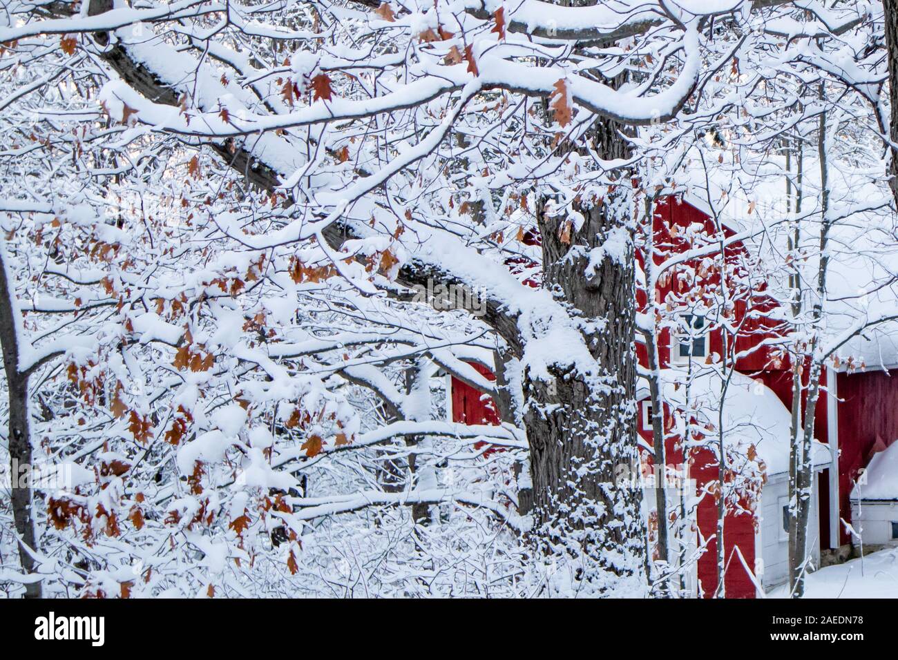 Snow covered trees in front of a Wisconsin red barn in December Stock ...