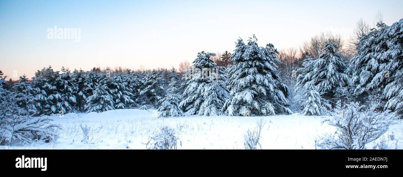 Snow covered pine trees in Wisconsin during December panorama Stock ...
