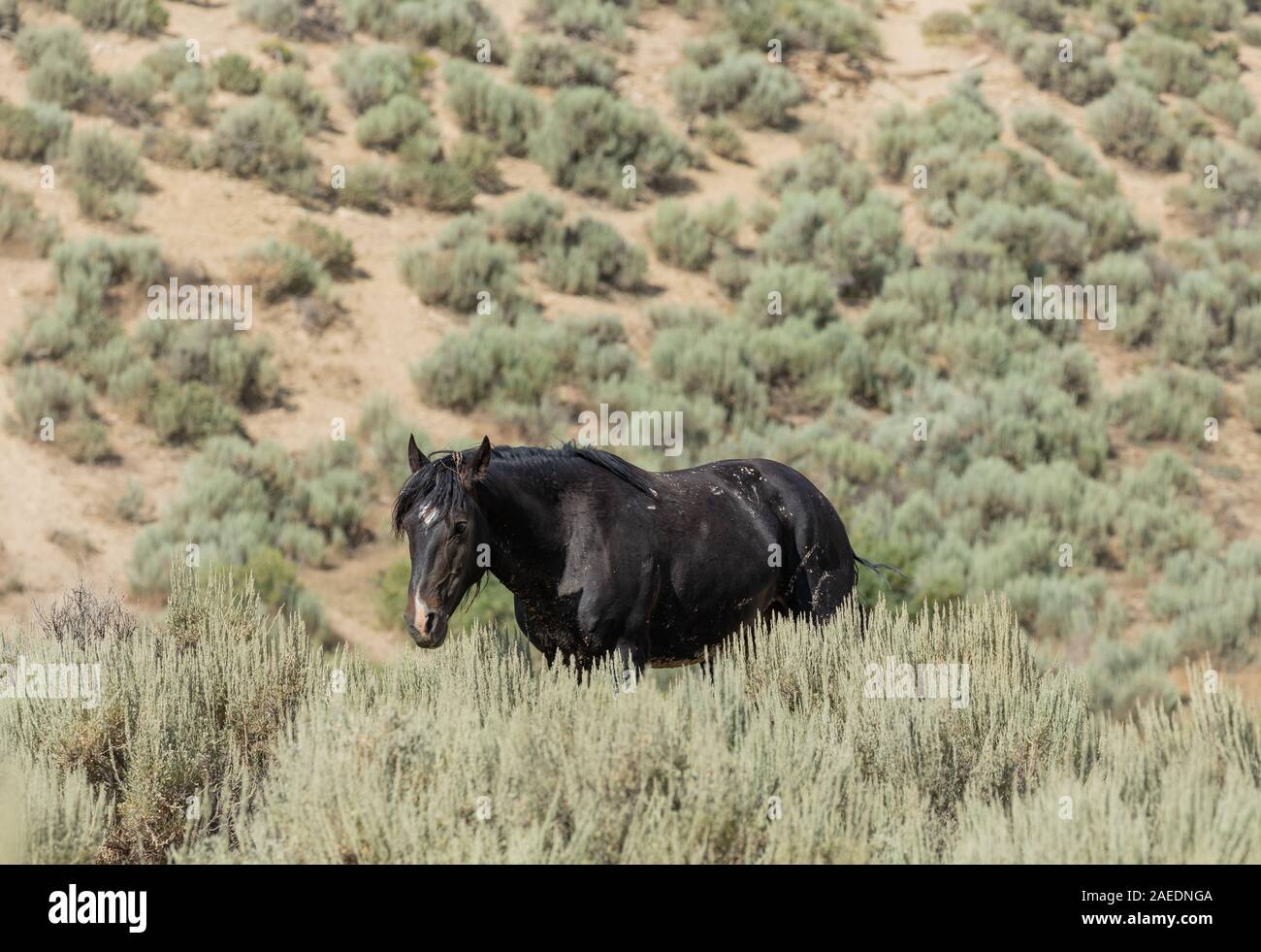 Wild horses in the Sand Wash Basin Colorado in Summer Stock Photo - Alamy