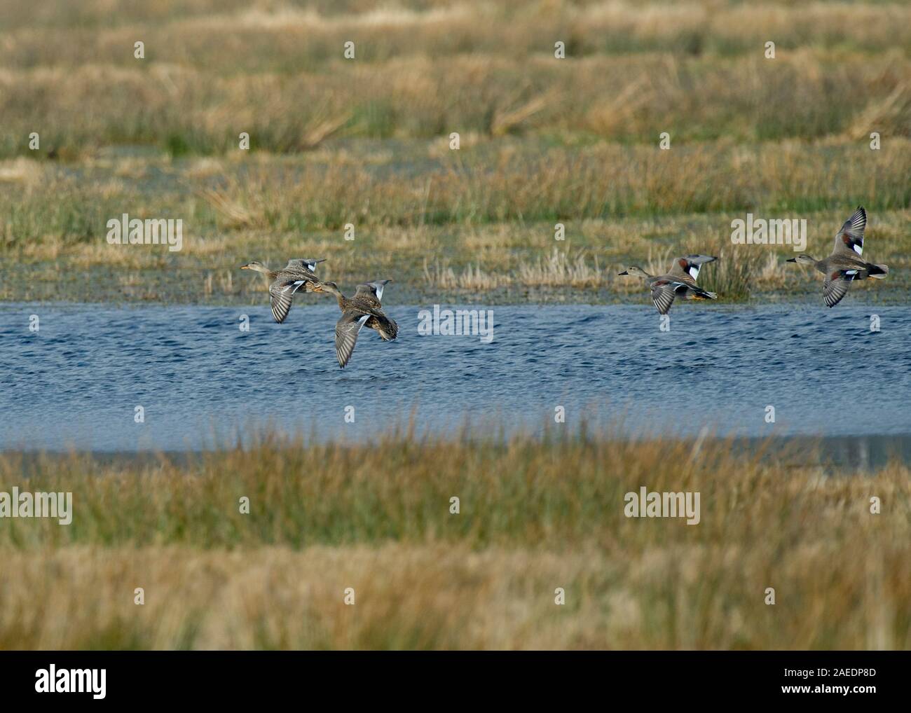 Mersehead rspb reserve hi-res stock photography and images - Alamy