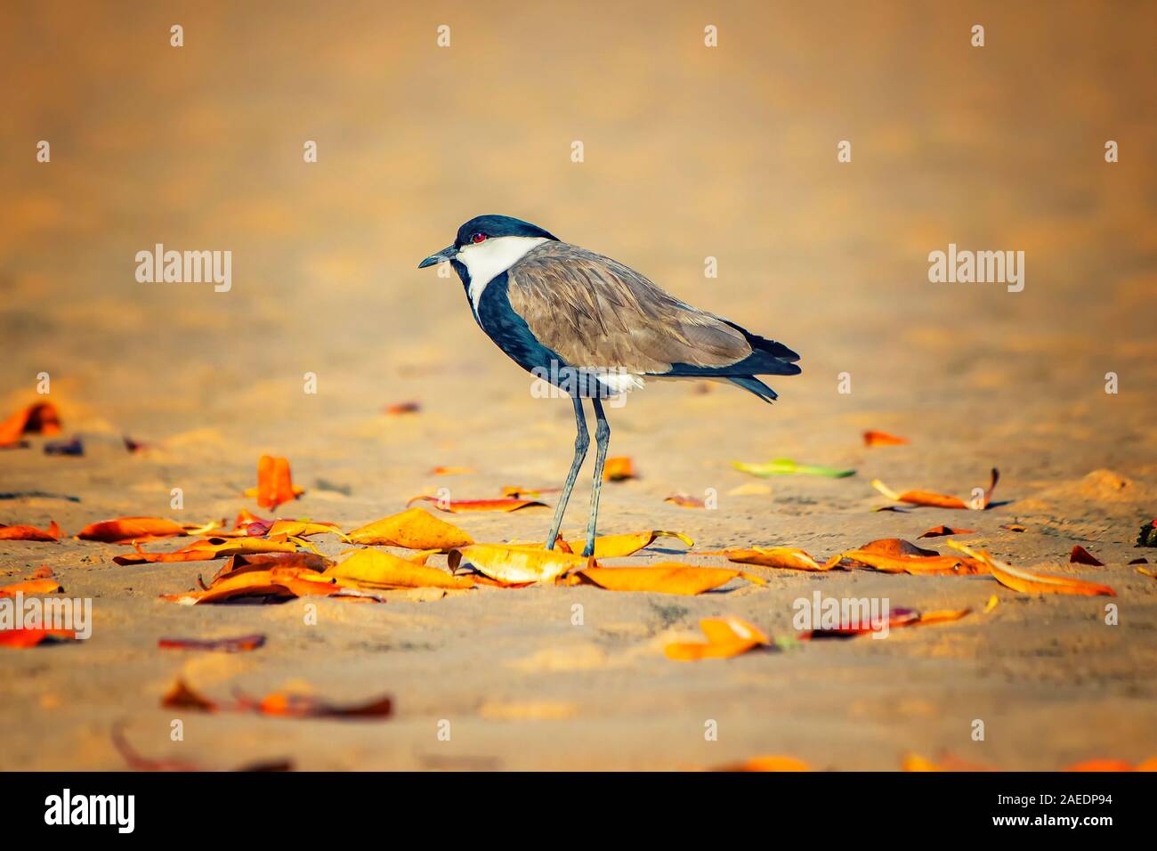 A small water bird with a black head and red eyes stands on a sandy ...