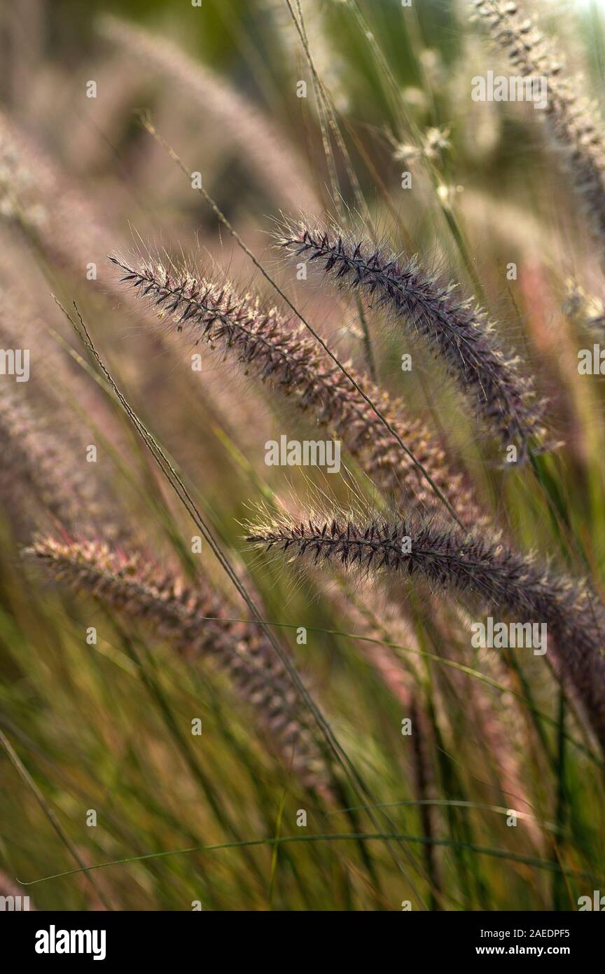 Beautiful crimson fountain grass pennisetum setaceum rubrum hi-res stock photography and images ...