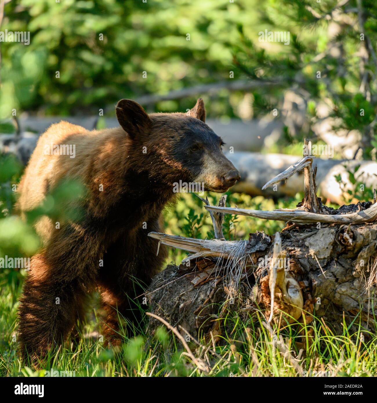 Adult Bear Sniffing For Food Stock Photo - Alamy