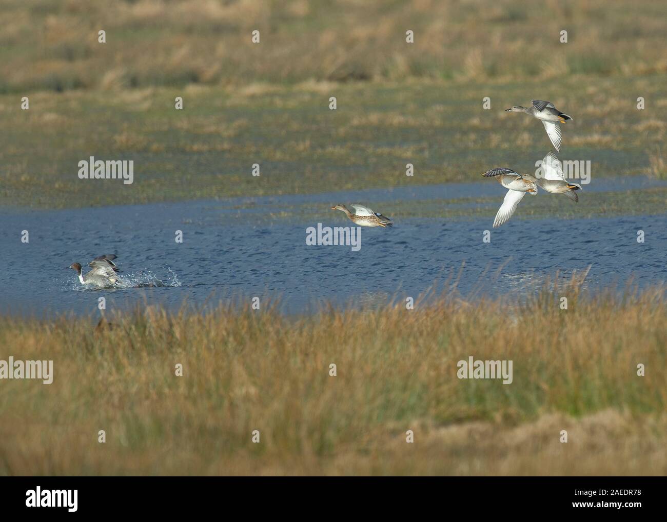 Mersehead rspb reserve hi-res stock photography and images - Alamy