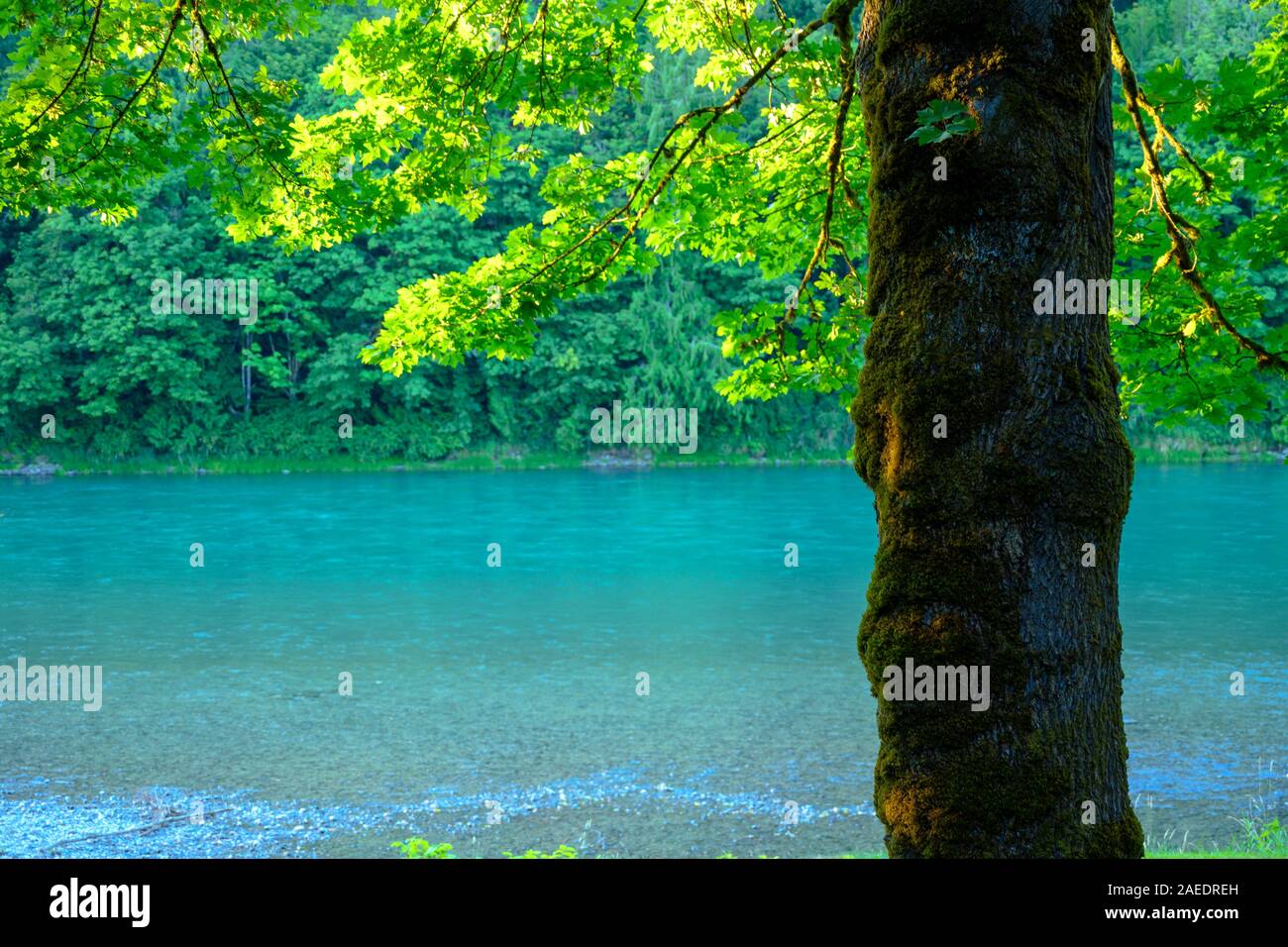 River behind tree hi-res stock photography and images - Alamy