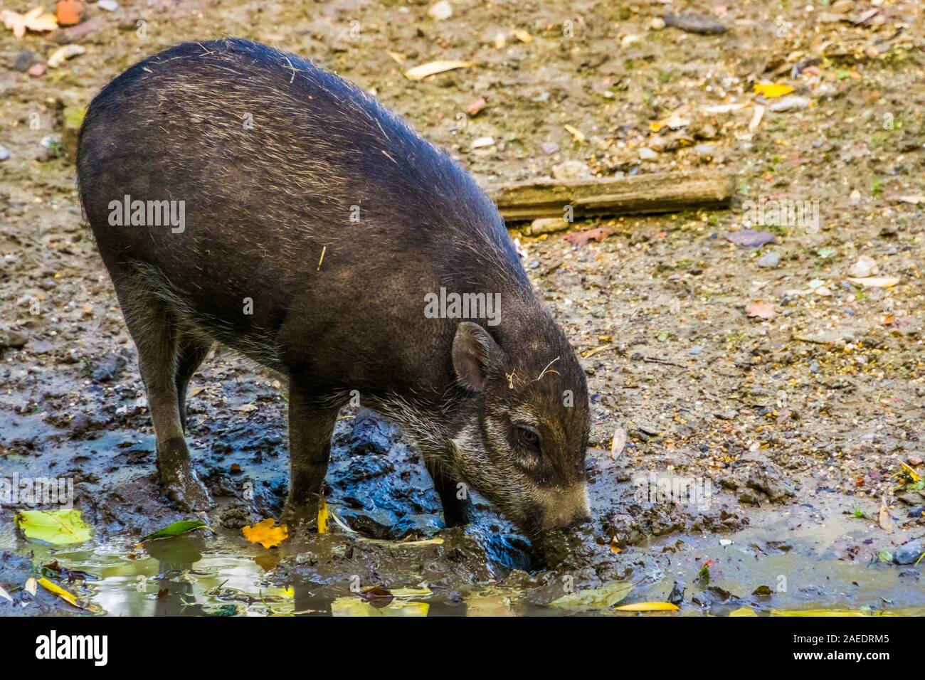 visayan warty pig grubbing in the mud, typical wild boar behavior ...